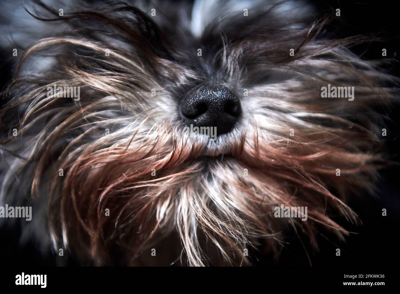 A portrait of a Miniature Schnauzer dog with a scruffy dirty beard ...