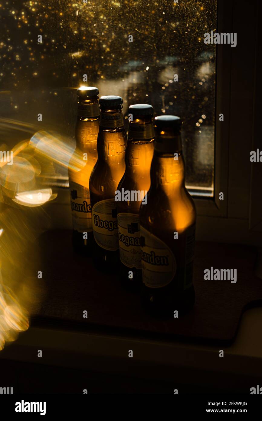 Hoegaarden beer many bottles with golden bokeh in sunlight. Beer mood ...