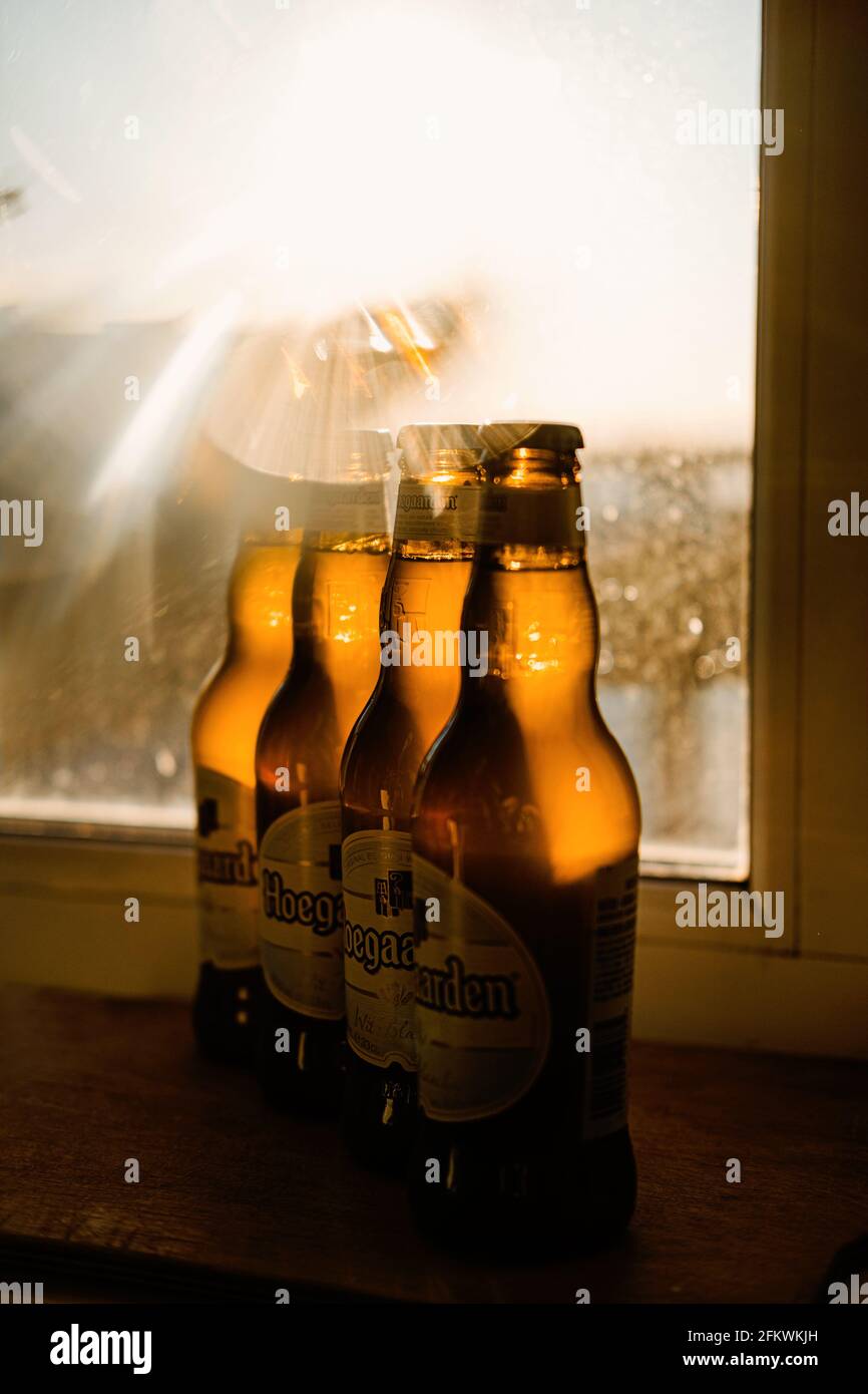 Hoegaarden beer many bottles with golden bokeh in sunlight. Beer mood ...