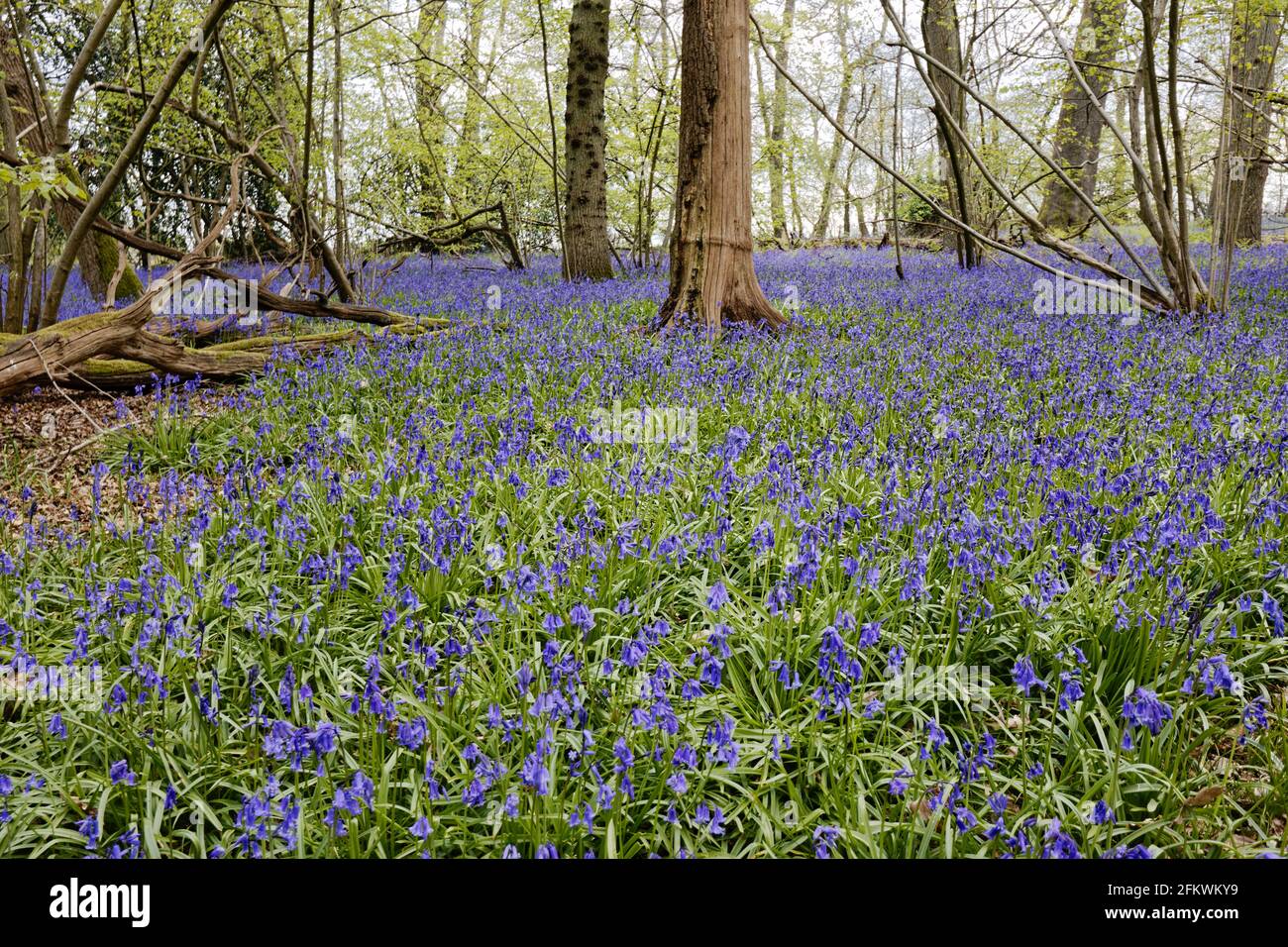 Blue English bluebells (Hyacinthoides non-scripta) flowering in ...