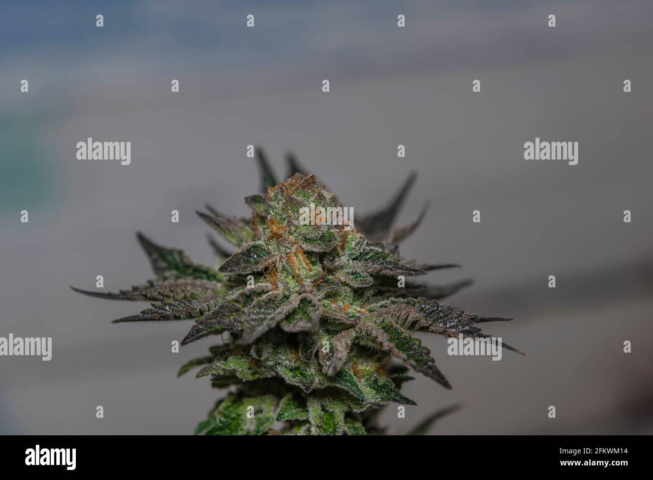 French cookies variety of medical marijuana with color indoor ...