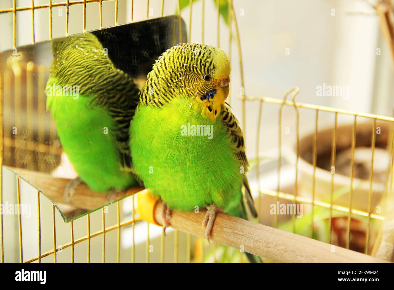Wavy parrot hi-res stock photography and images - Alamy
