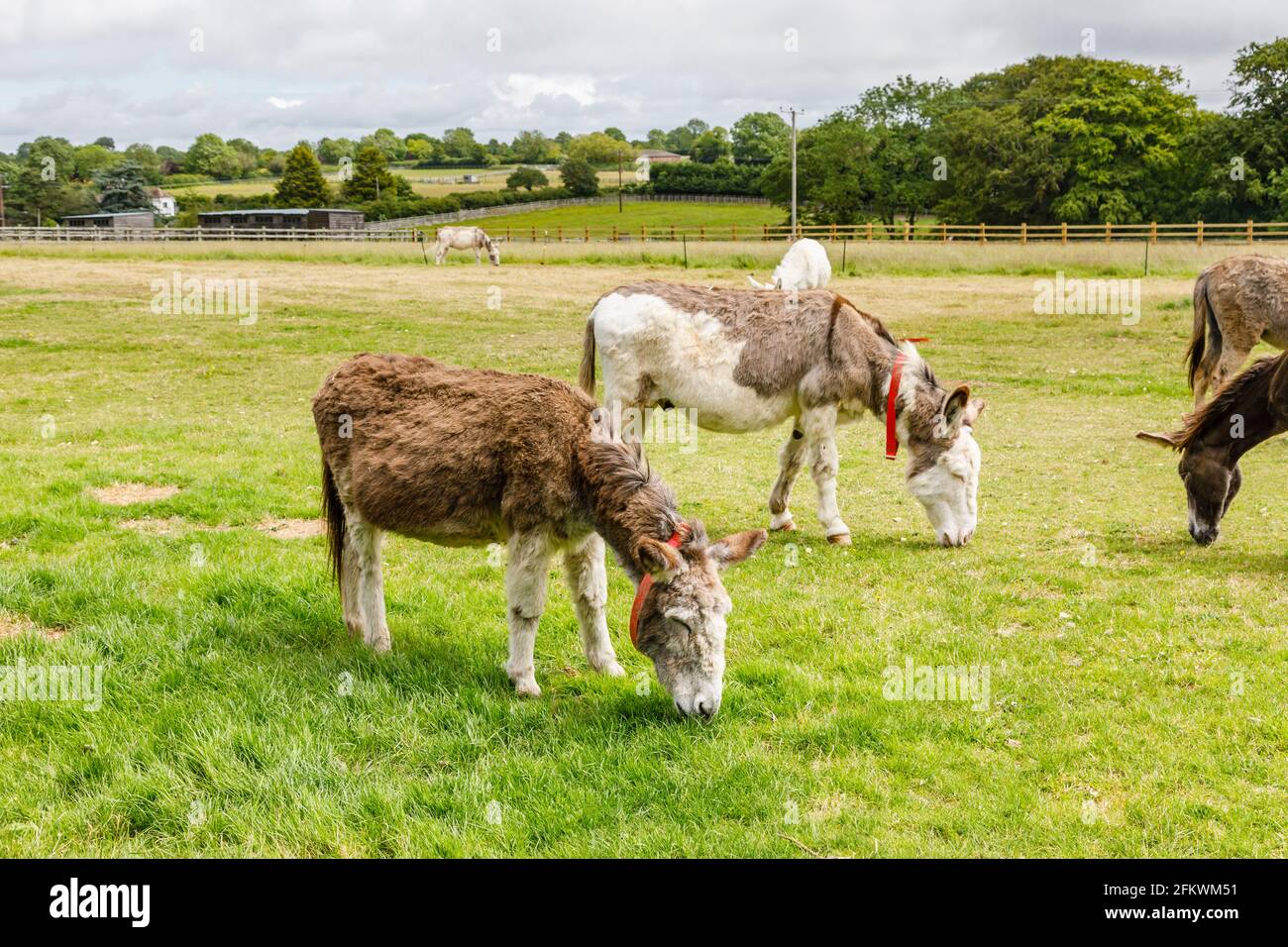 Donkeys grazing in a paddock at the Donkey Sanctuary near Sidmouth ...