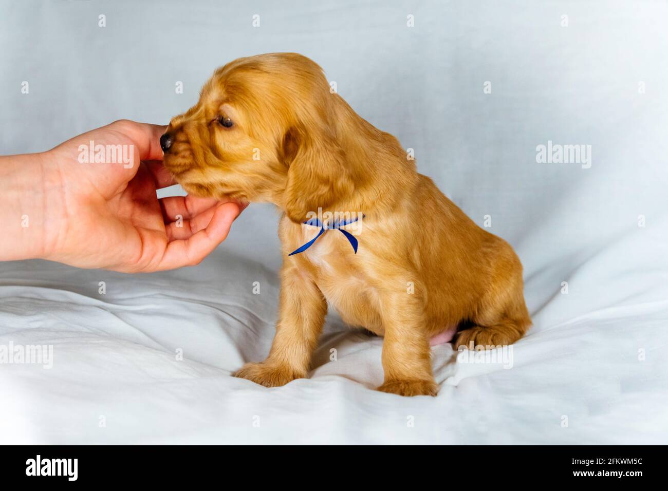 Closeup Cocker Spaniel puppy dog seating on white cloth and sniff human ...