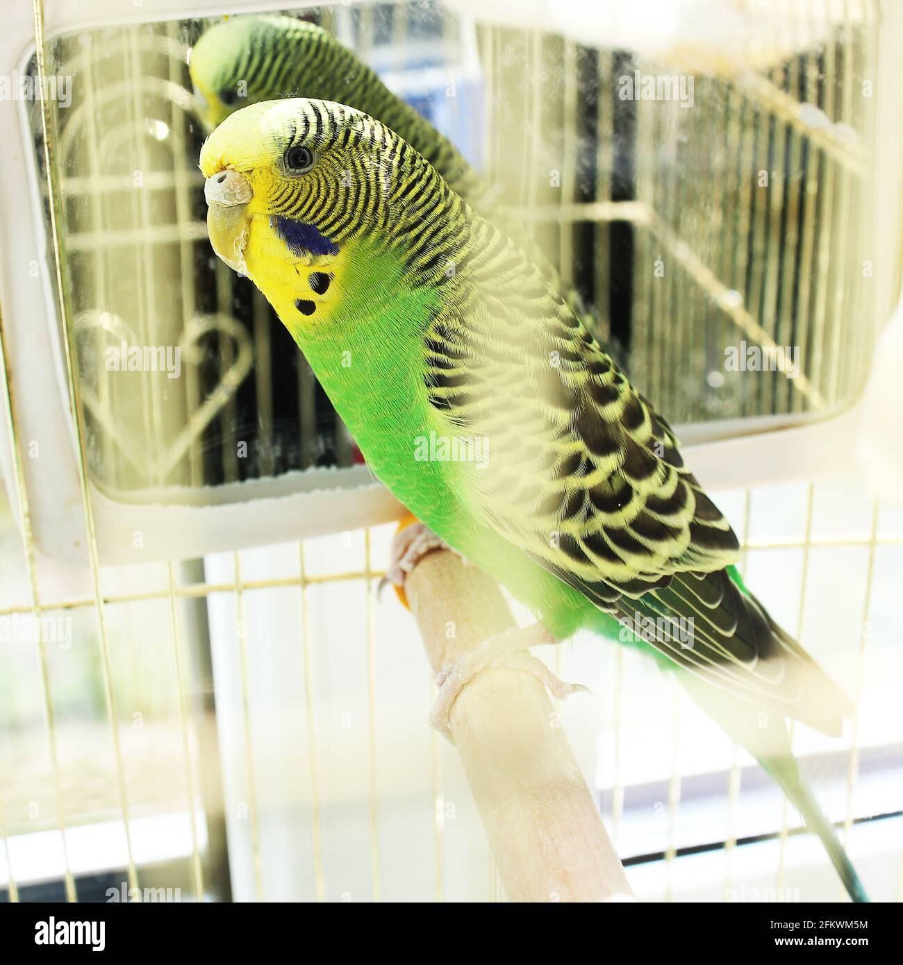 Parrot near the mirror. Wavy parrot green Stock Photo - Alamy