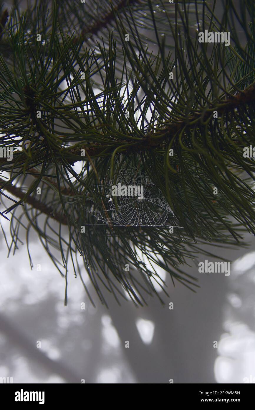 Spider web on pine tree, covered with droplets Stock Photo - Alamy