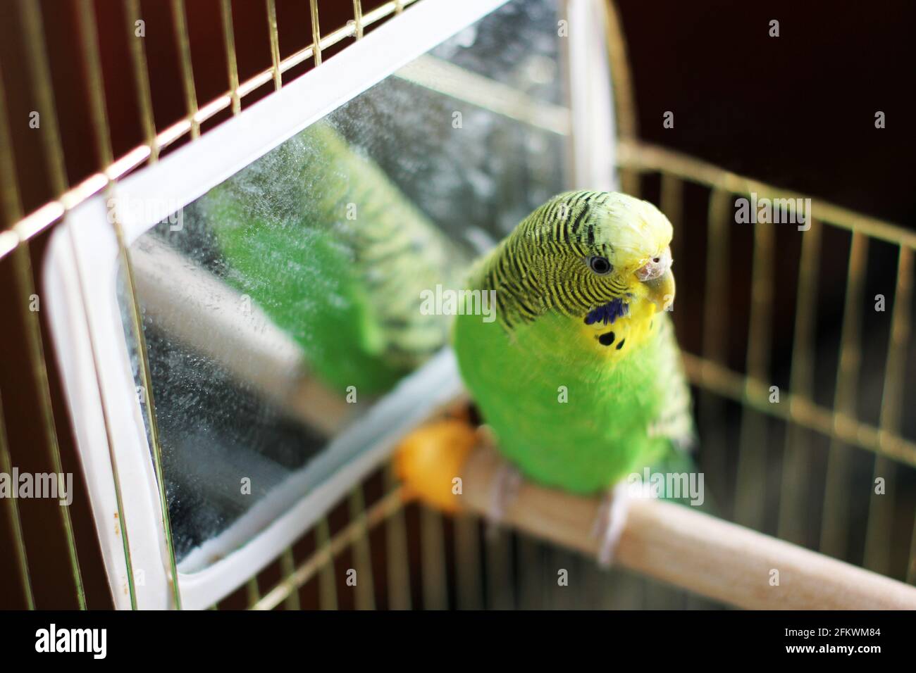Parrot near the mirror. Wavy parrot green Stock Photo - Alamy Parrot near the mirror. Wavy parrot green Stock Photo - Alamy