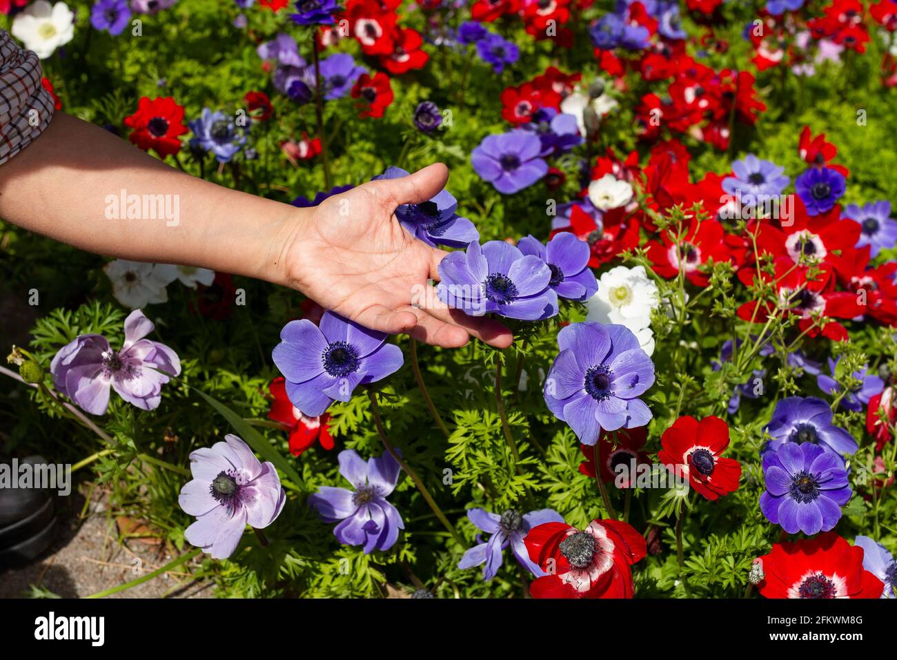 Selective focus shot of a female's hand touching an anemone in a garden ...