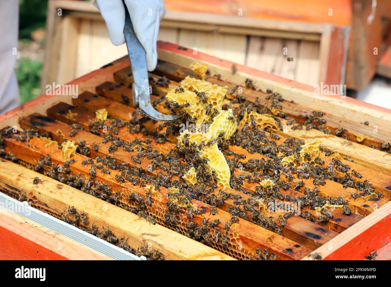Collect honey hi-res stock photography and images - Alamy