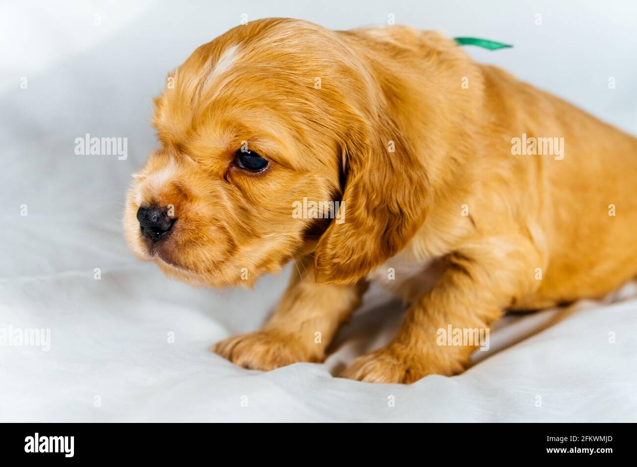 Side view beautiful springer spaniel hi-res stock photography and ...