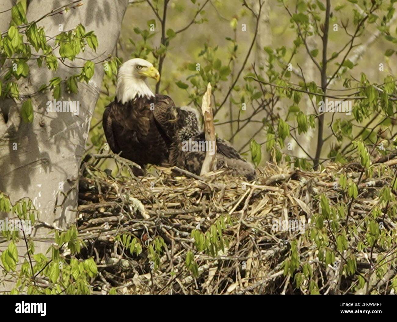 Selective focus shot of an adult Bald Eagle with a hawk in a nest on a ...