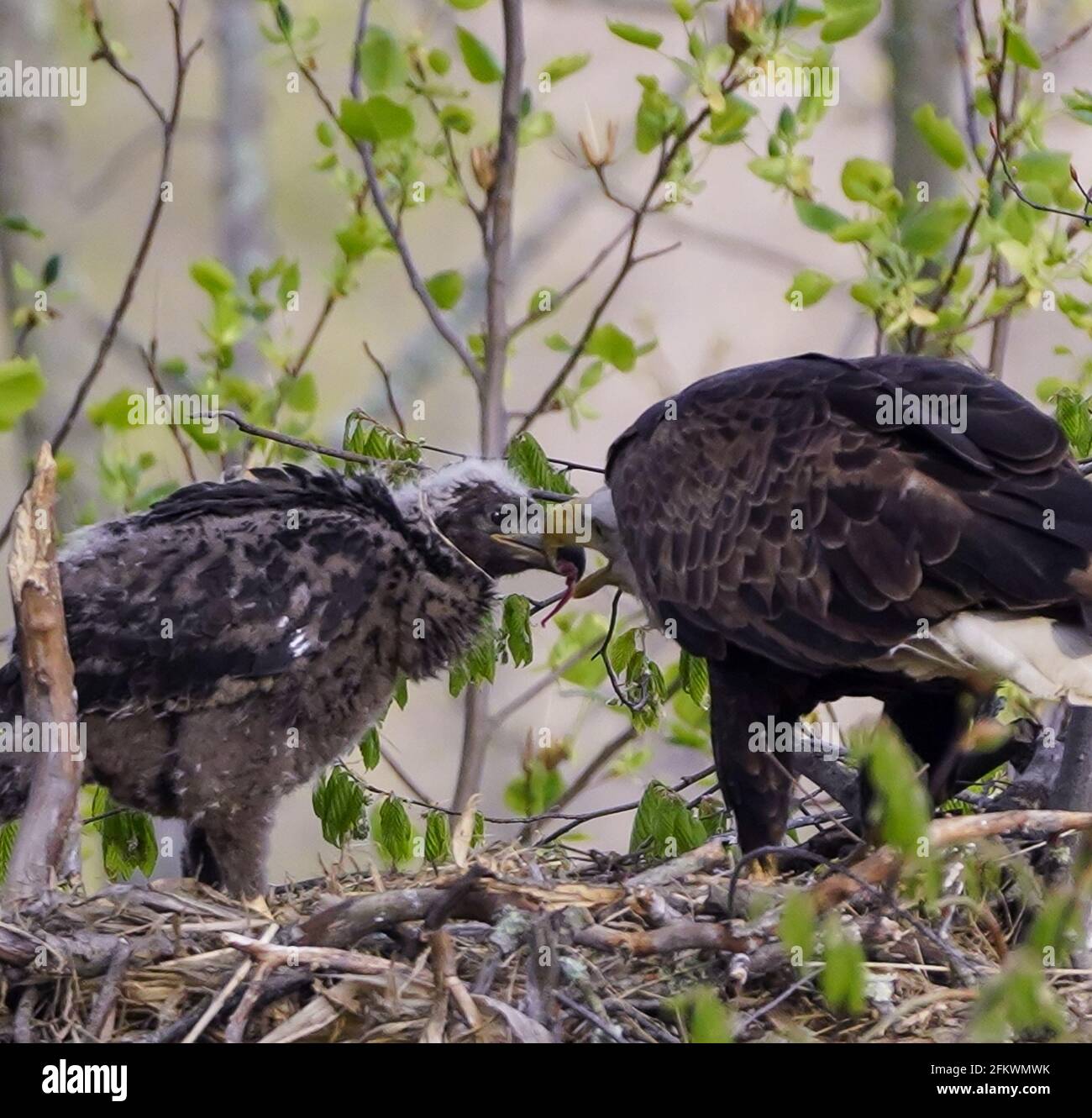 Selective focus shot of an adult Bald Eagle with a hawk in a nest on a ...