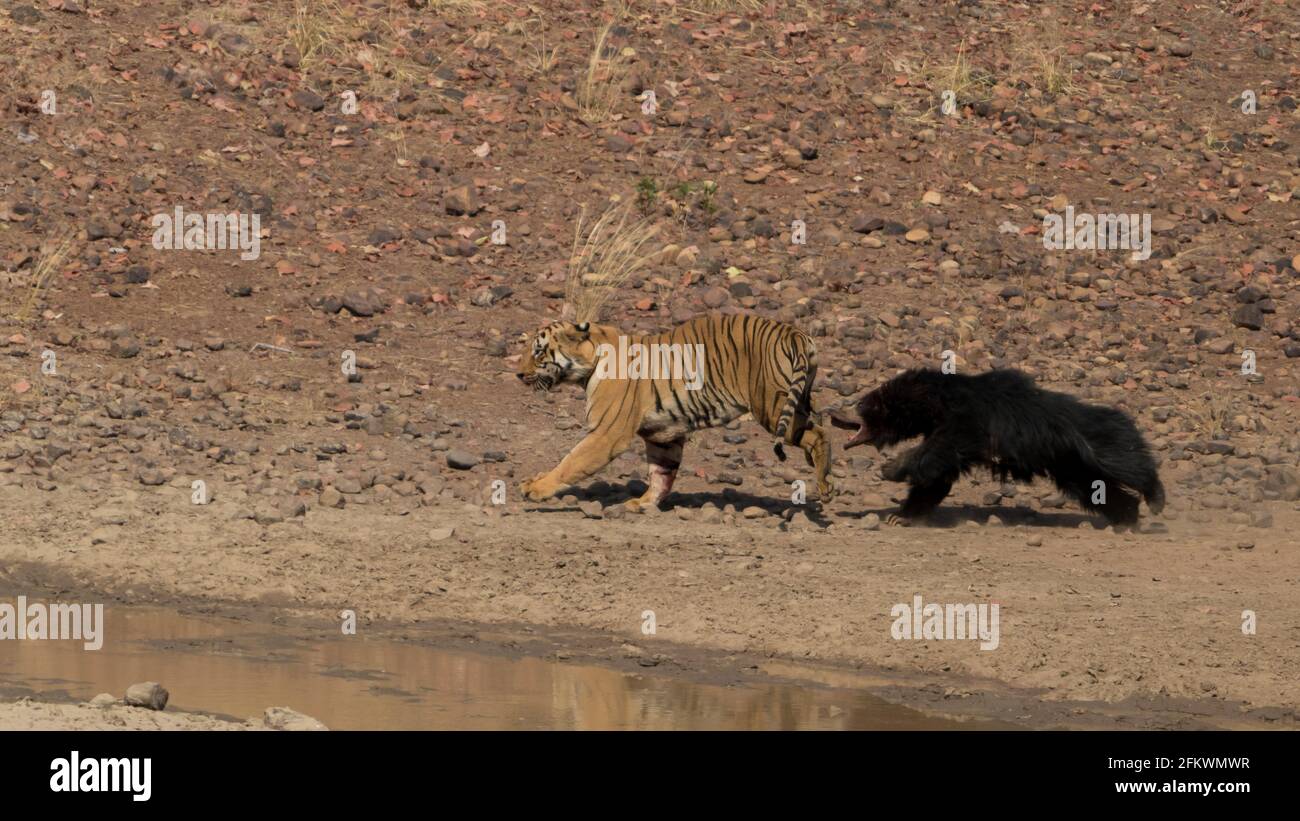 The sloth bear ran after the tiger, launching a second attack ...