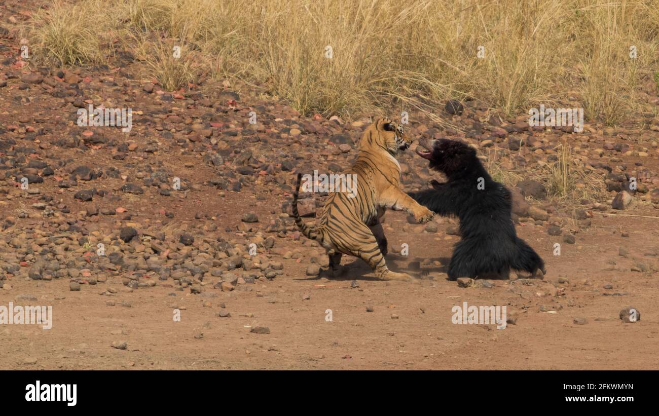 The sloth bear was heavily bleeding but managed to scare the tiger off ...