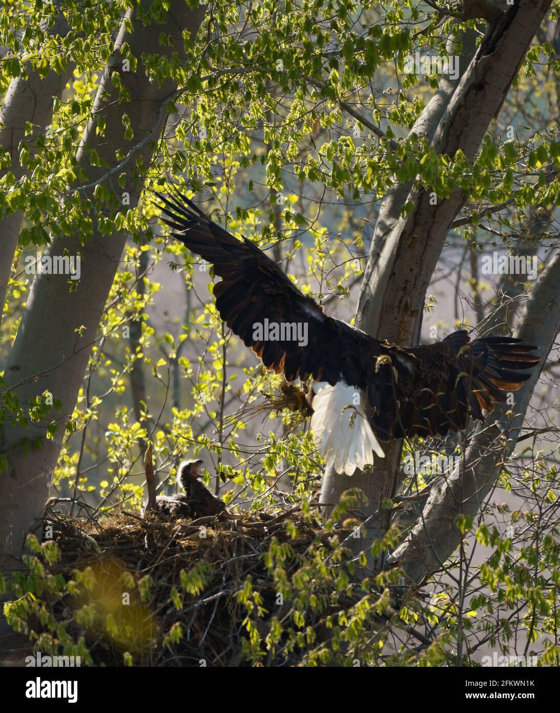 Beautiful view of an adult Bald Eagle with a hawk in a nest on a tree ...