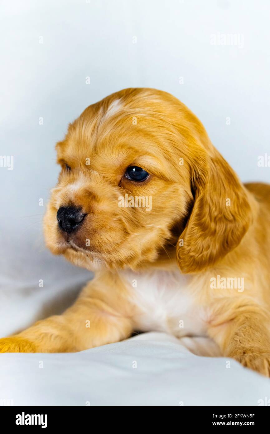 Side view beautiful springer spaniel hi-res stock photography and ...