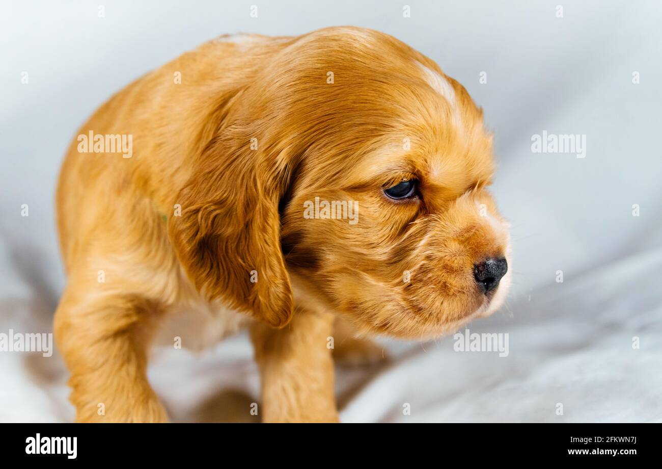 Cute Baby Cocker Spaniels