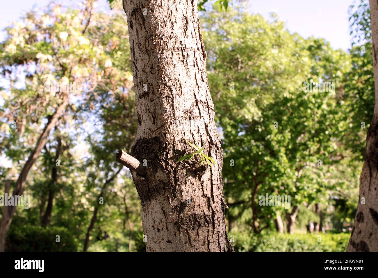A Tree from Pardisan Park in Tehran, Iran Stock Photo - Alamy