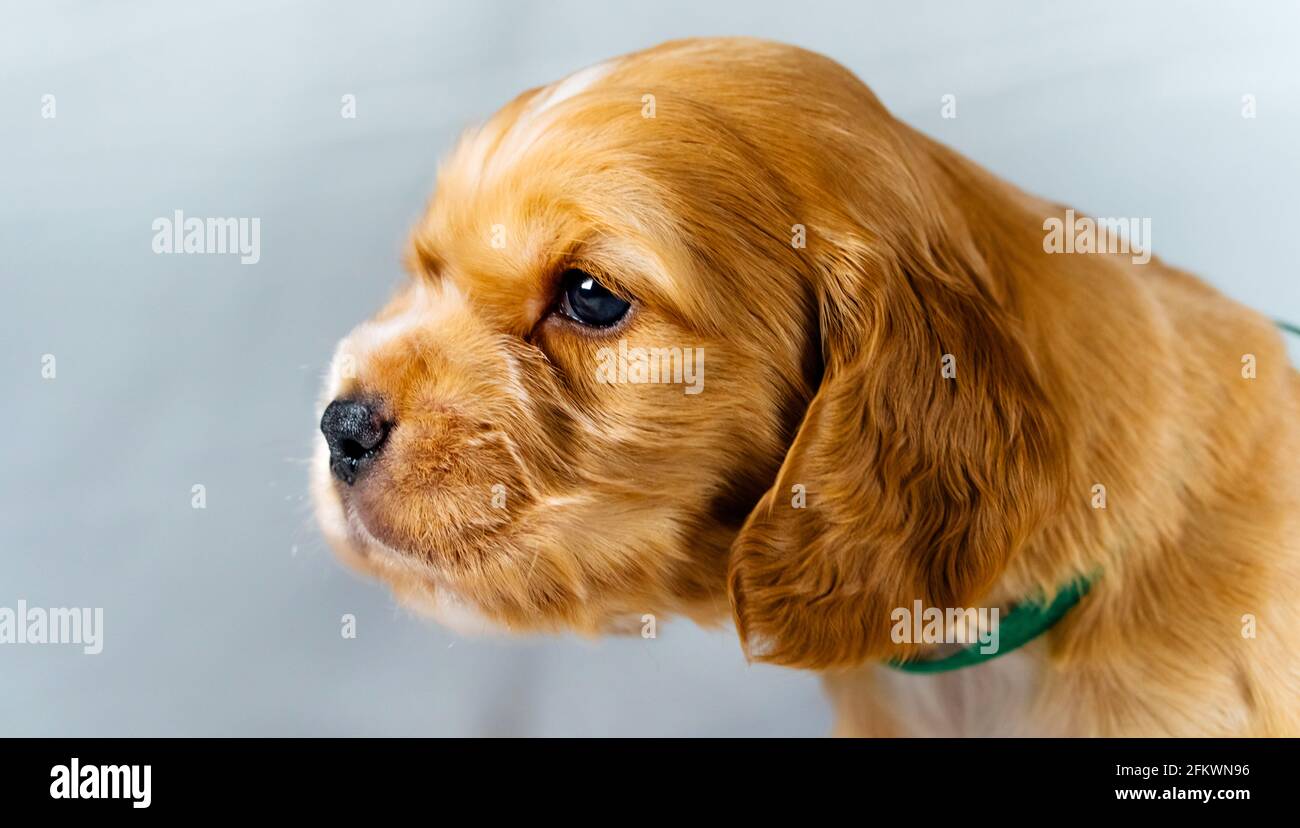 Closeup cocker spaniel puppy dog's head on a white cloth. Side view ...
