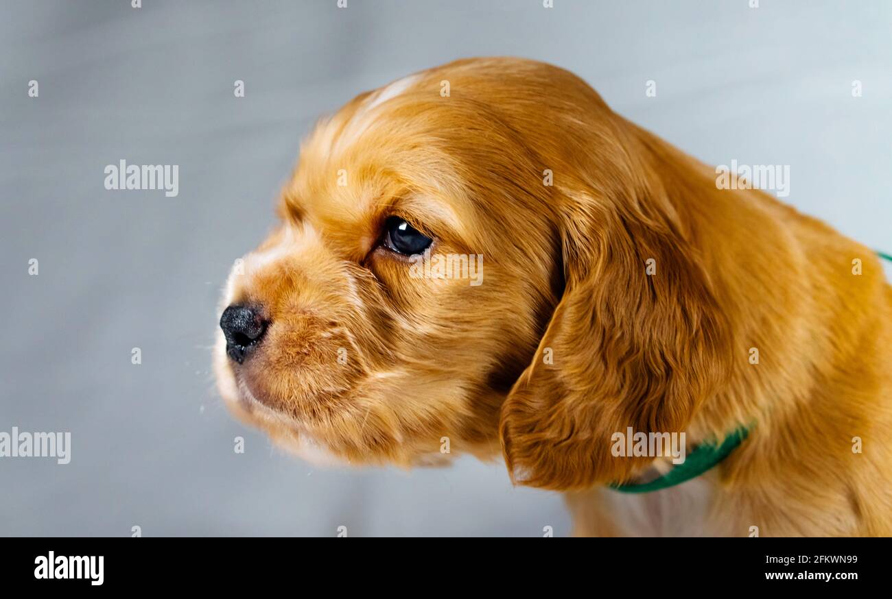Closeup cocker spaniel puppy dog's head on a white cloth. Side view ...