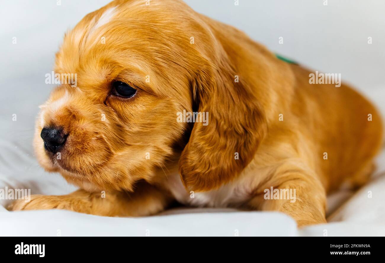 Side view beautiful springer spaniel hi-res stock photography and ...