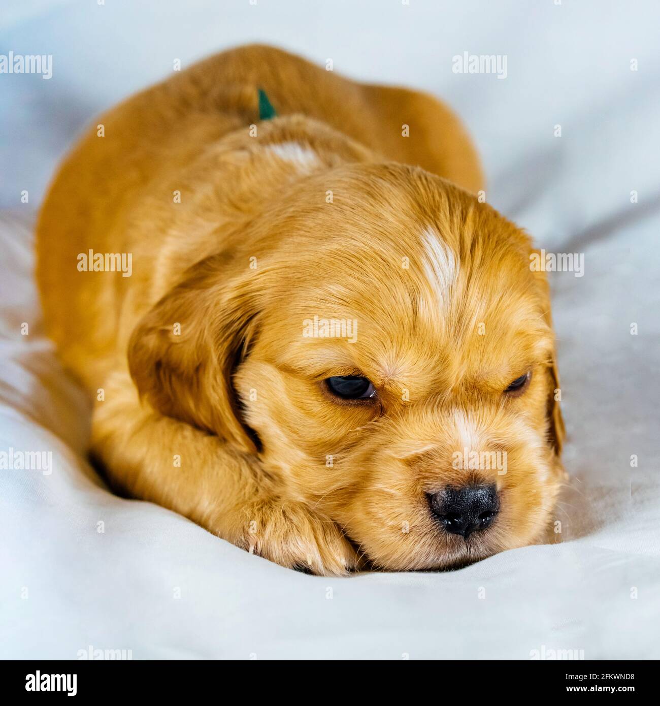 Mestizo cocker spaniel hi-res stock photography and images - Alamy
