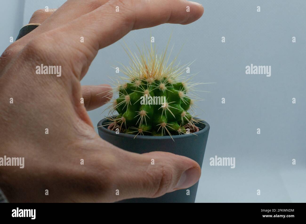 Person touching a cactus in a small white pot Stock Photo - Alamy