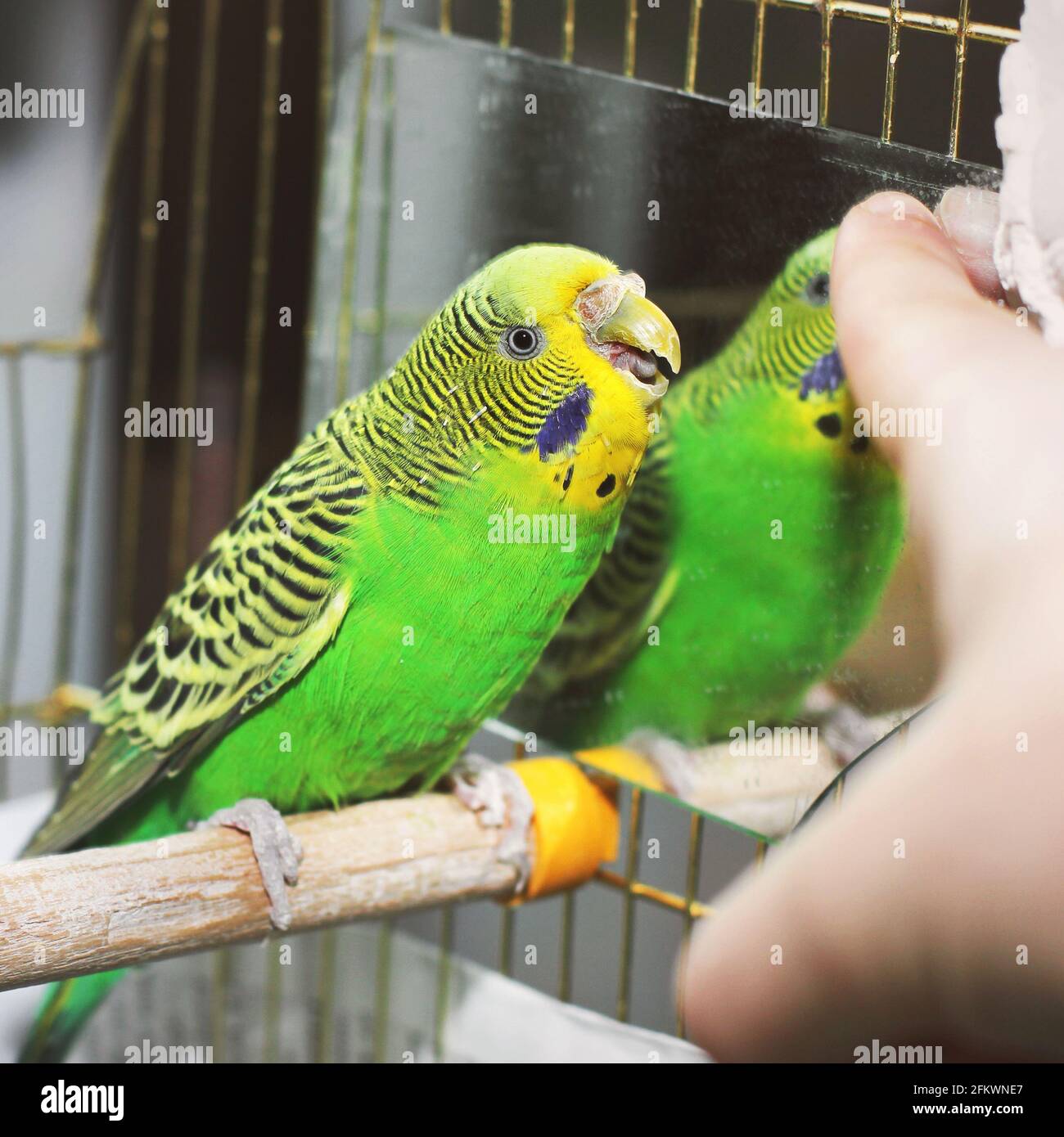 Parrot bites the finger Stock Photo - Alamy