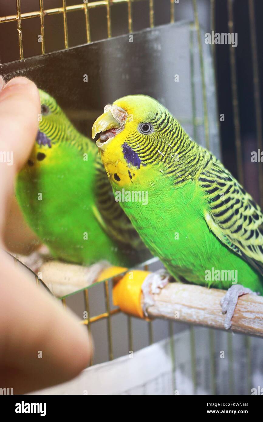 Parrot bites the finger Stock Photo - Alamy