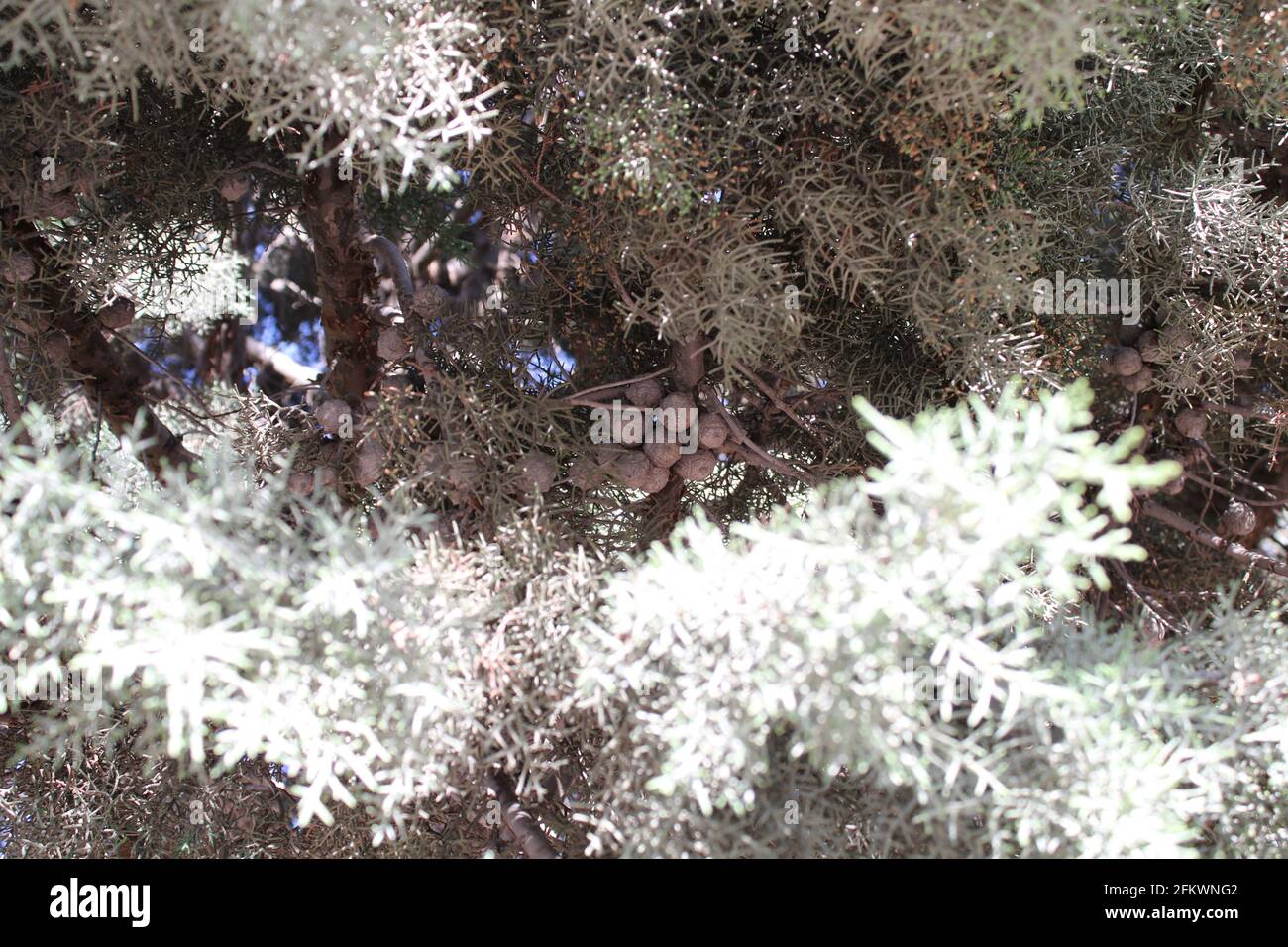 Pine Tree inside Pardisan Park of Tehran Stock Photo - Alamy