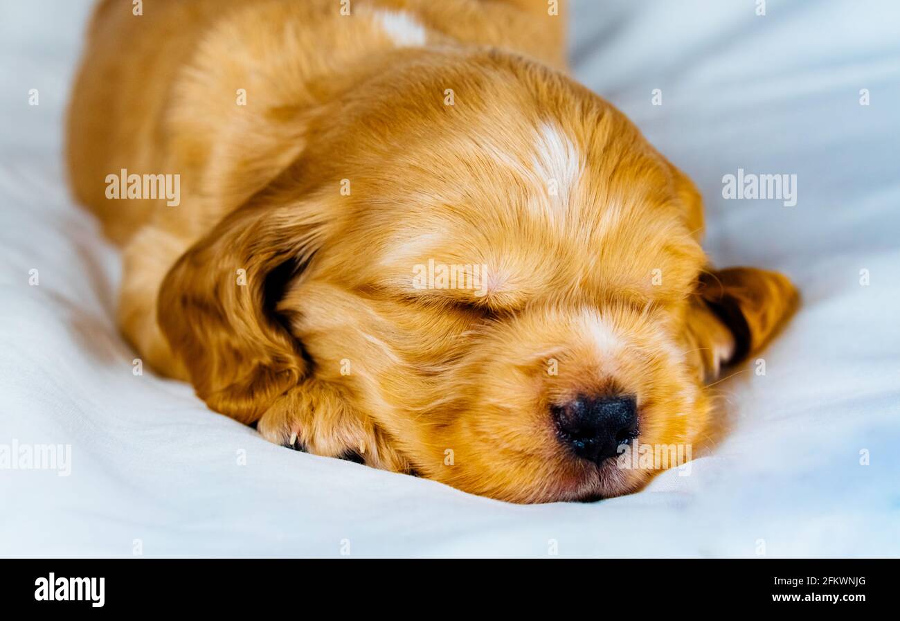 Mestizo cocker spaniel hi-res stock photography and images - Alamy