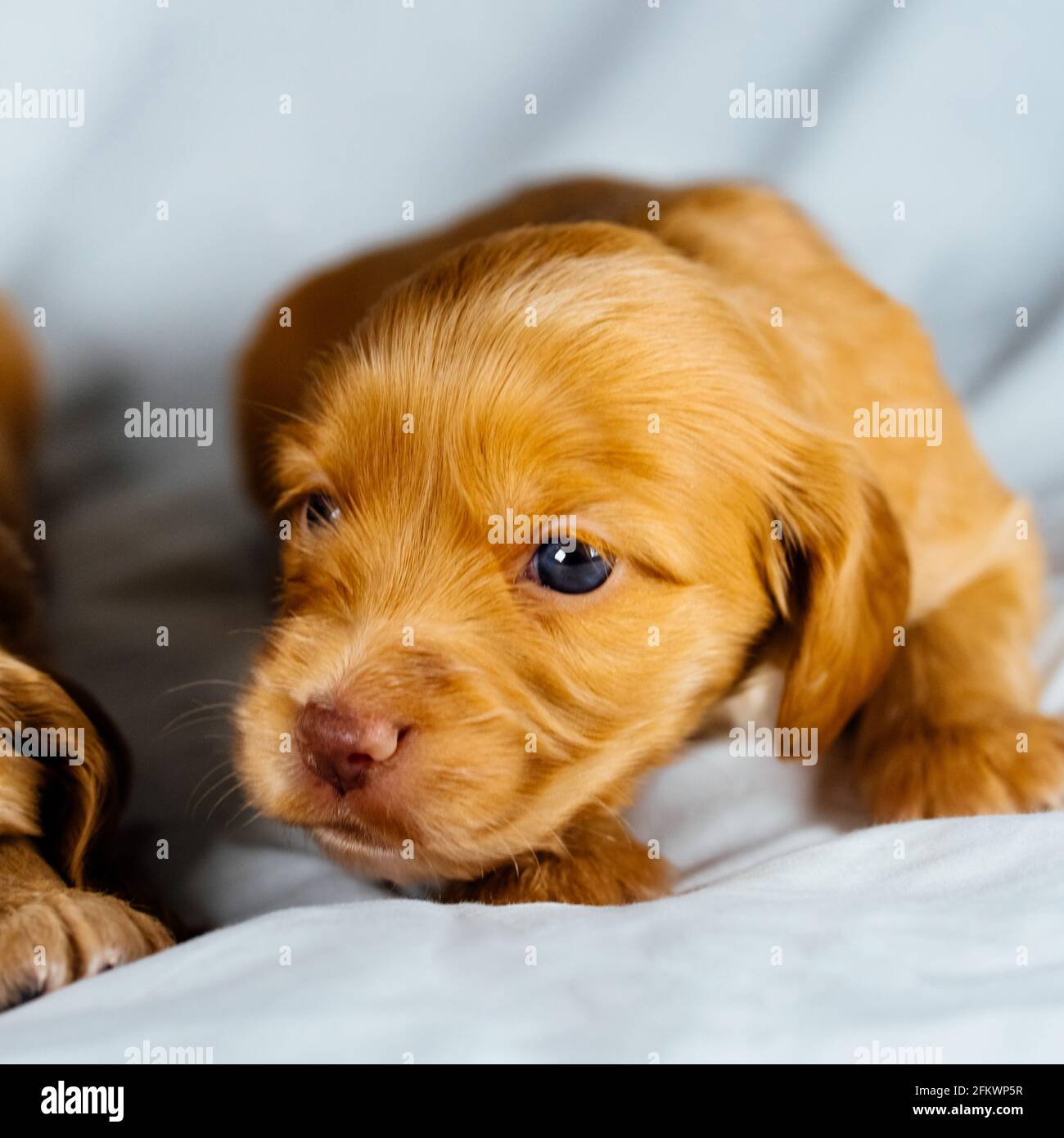 Mestizo cocker spaniel hi-res stock photography and images - Alamy