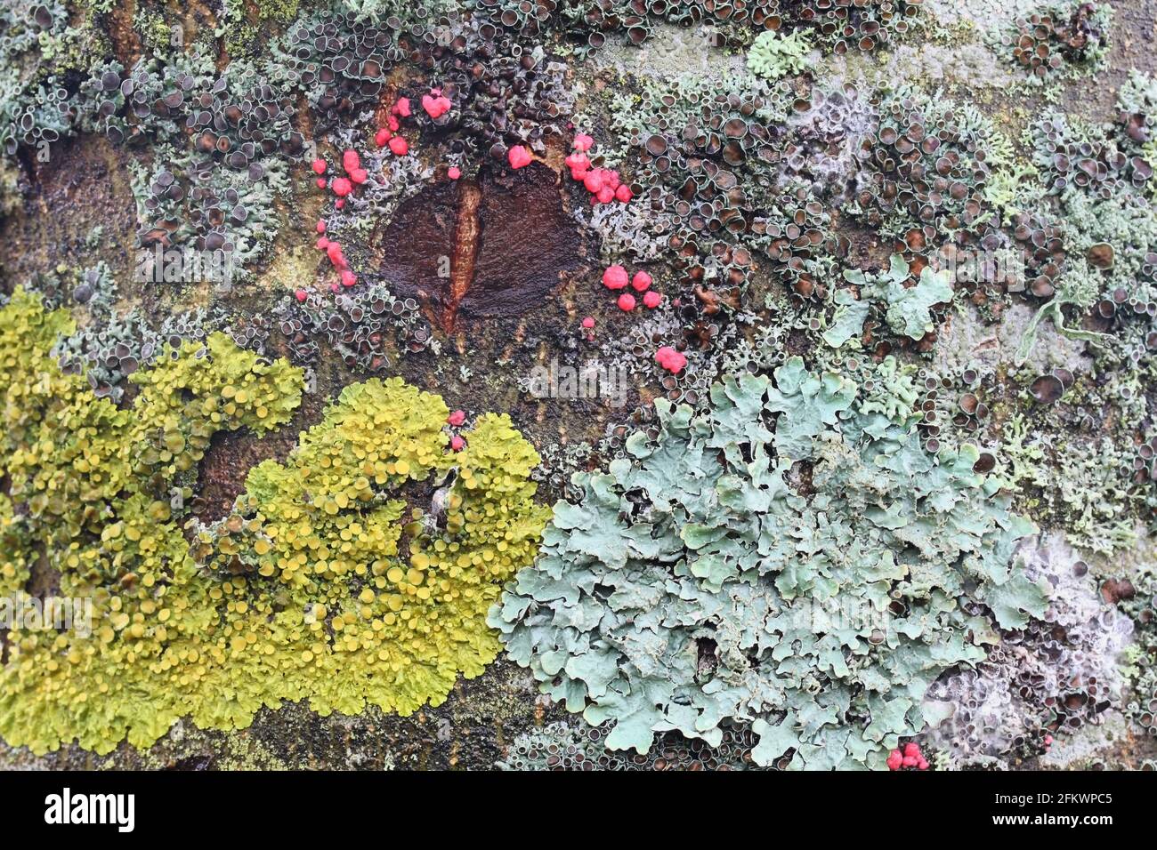 Lichen lichens tree trunk hi-res stock photography and images - Alamy