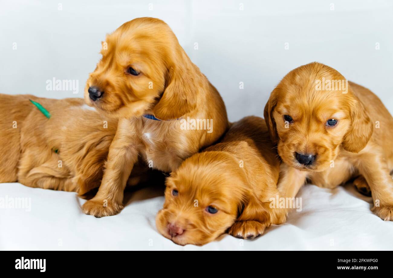 Mestizo cocker spaniel hi-res stock photography and images - Alamy