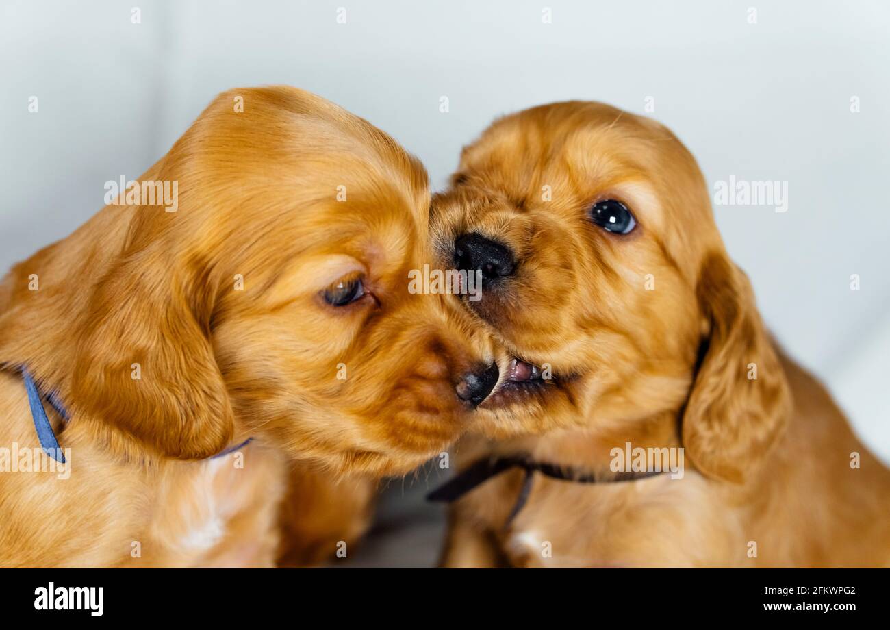 Close Up two cocker spaniel puppies bites one another Stock Photo - Alamy