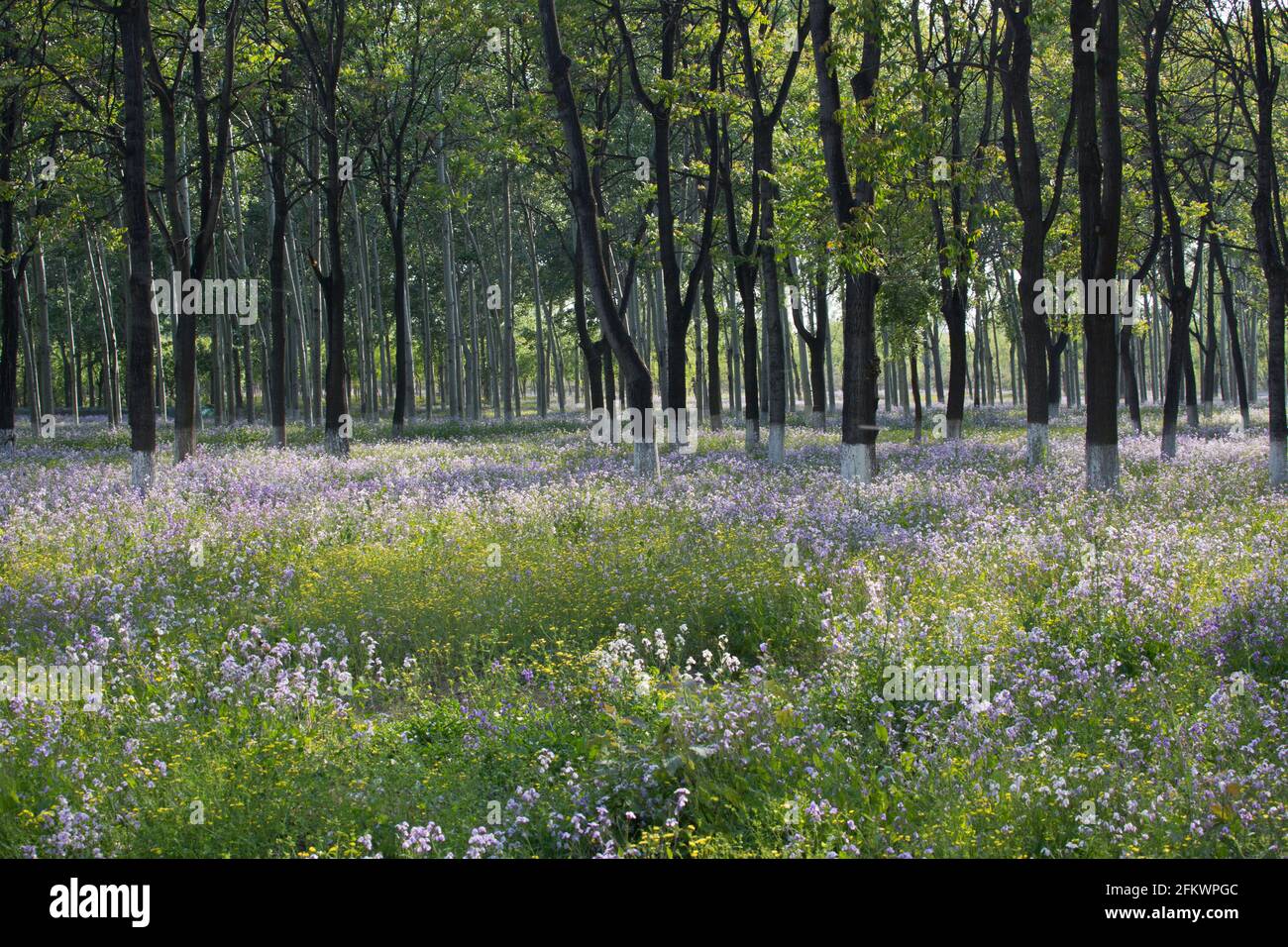 Wooded area in spring in North Eastern Beijing China Stock Photo - Alamy