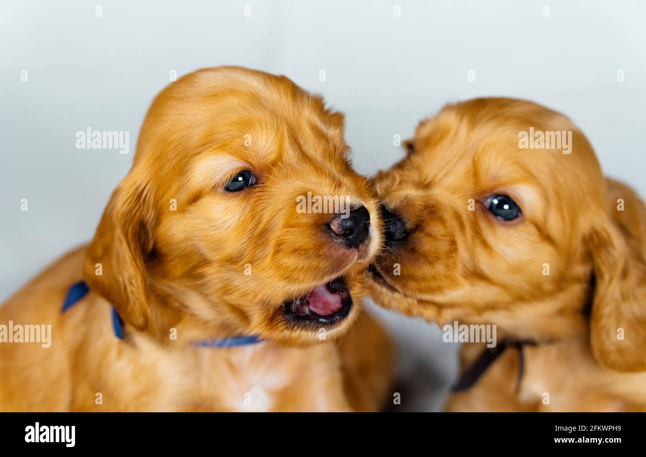 Close Up two cocker spaniel puppies bites one another Stock Photo - Alamy