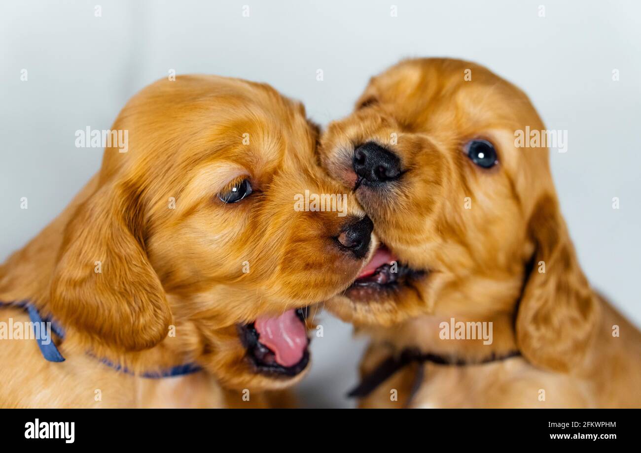 Close Up two cocker spaniel puppies bites one another Stock Photo - Alamy