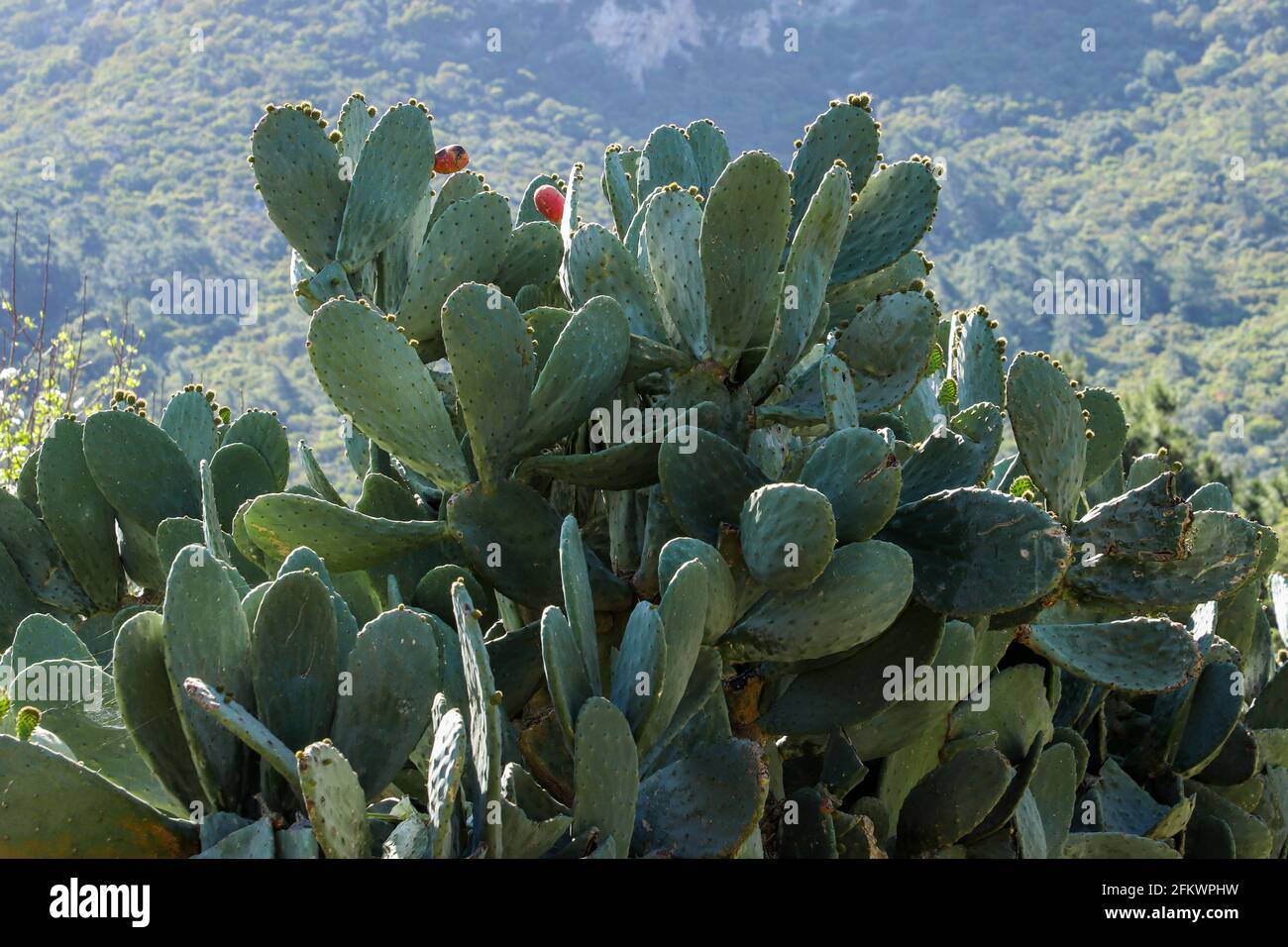 View of prickly pear cactus bush with ripe fruit on it. Opuntia, ficus ...