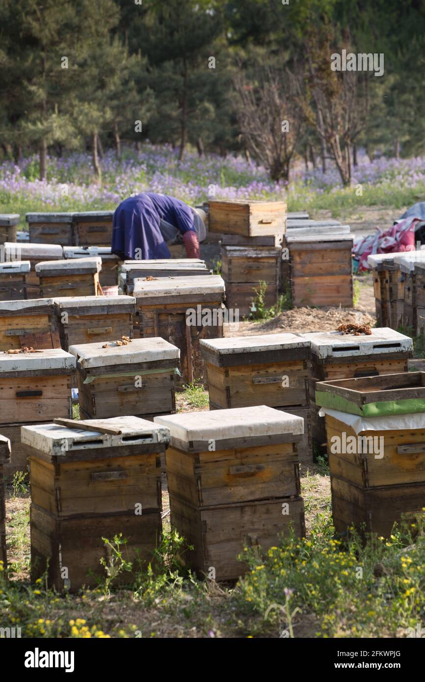 Chinese honey bees hi-res stock photography and images - Alamy