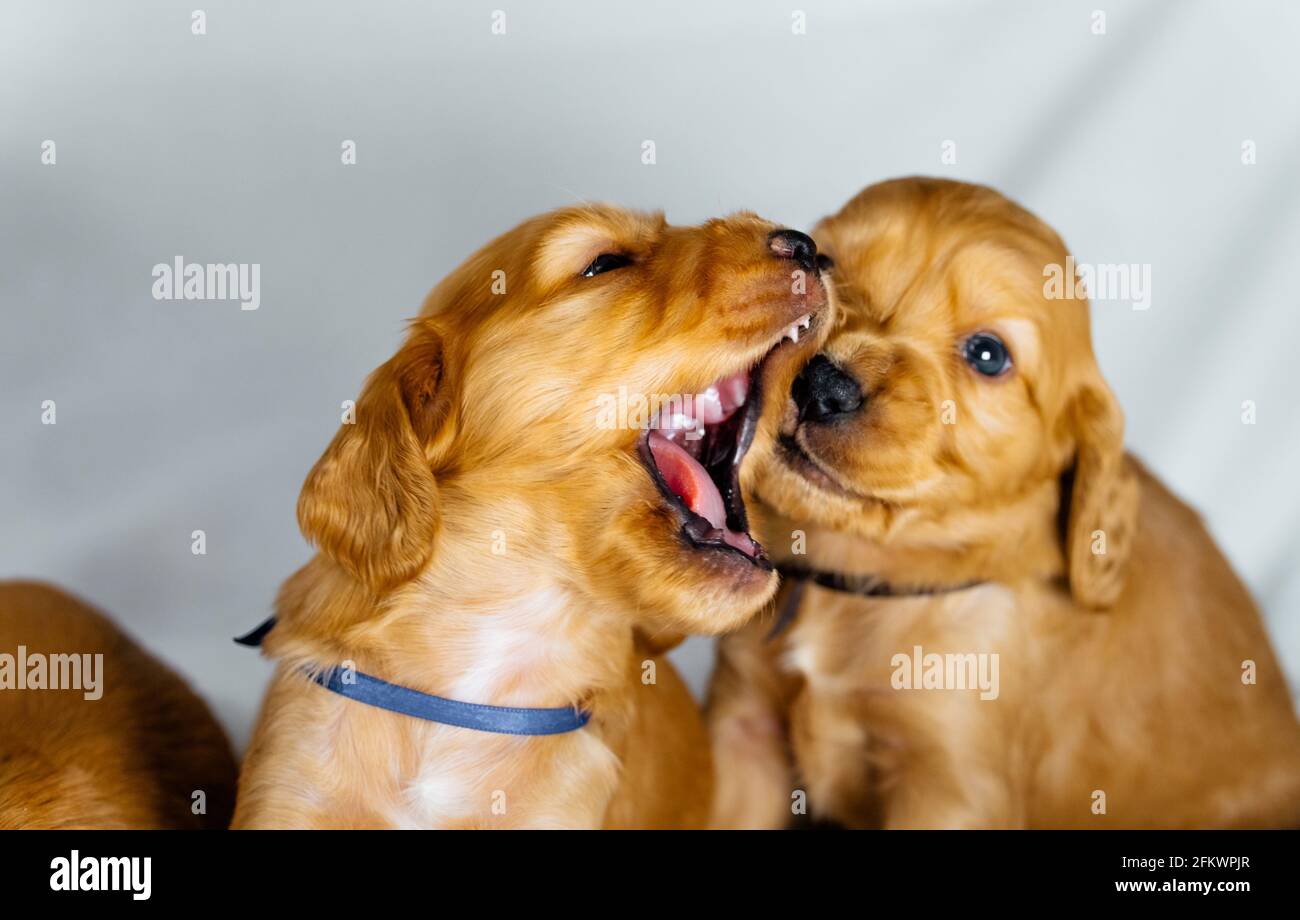 Dog bites another dog hi-res stock photography and images - Alamy