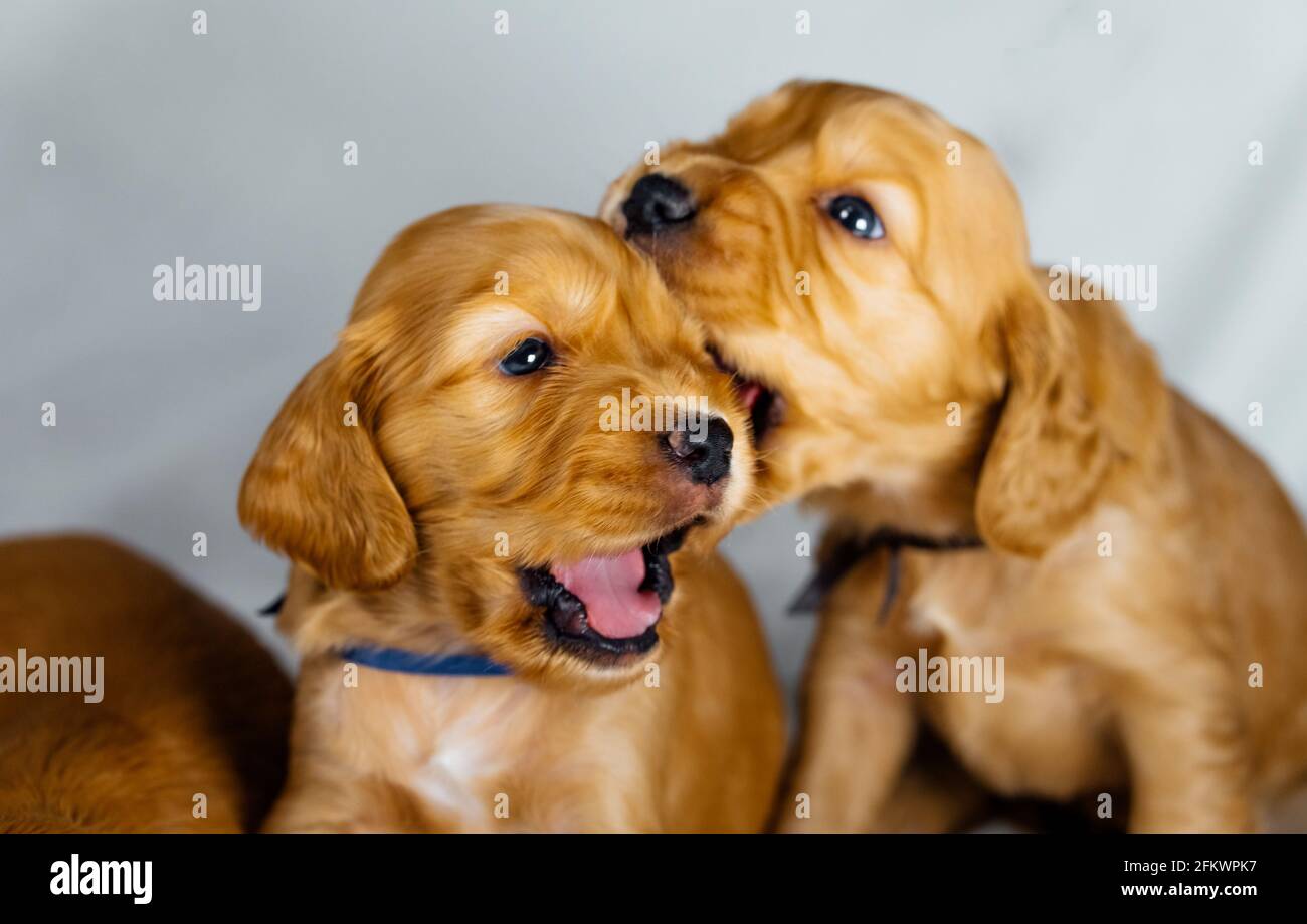 Close Up two cocker spaniel puppies bites one another Stock Photo - Alamy