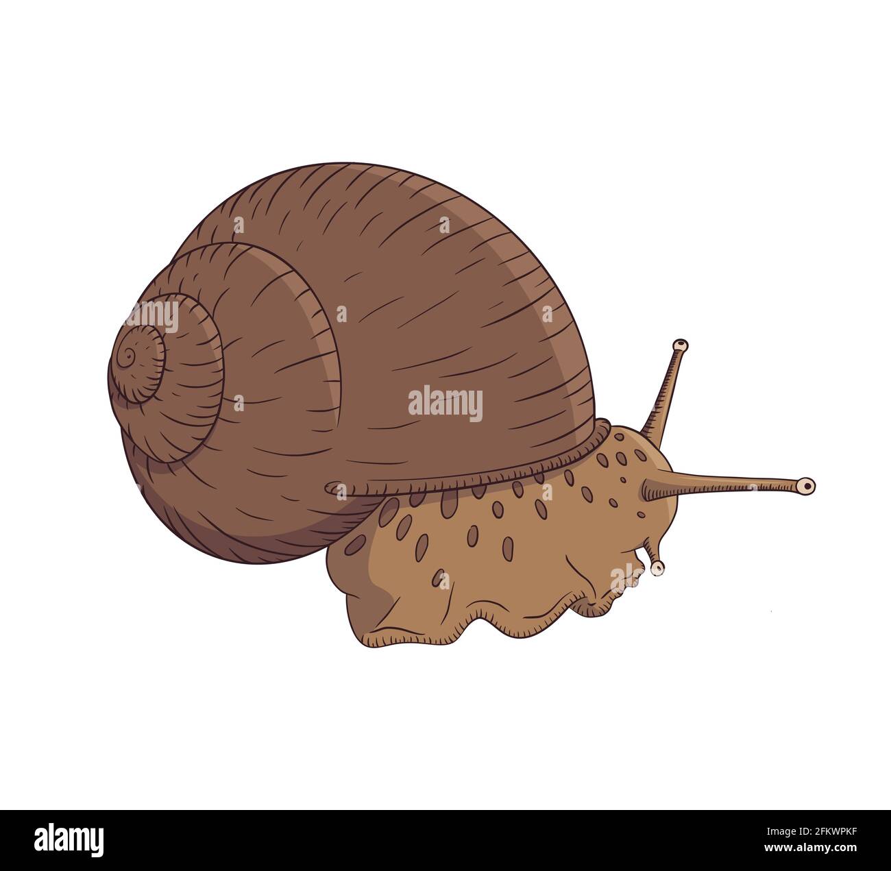 Realistic grape cochlea detailed colorful sketch. Slug with radial ...