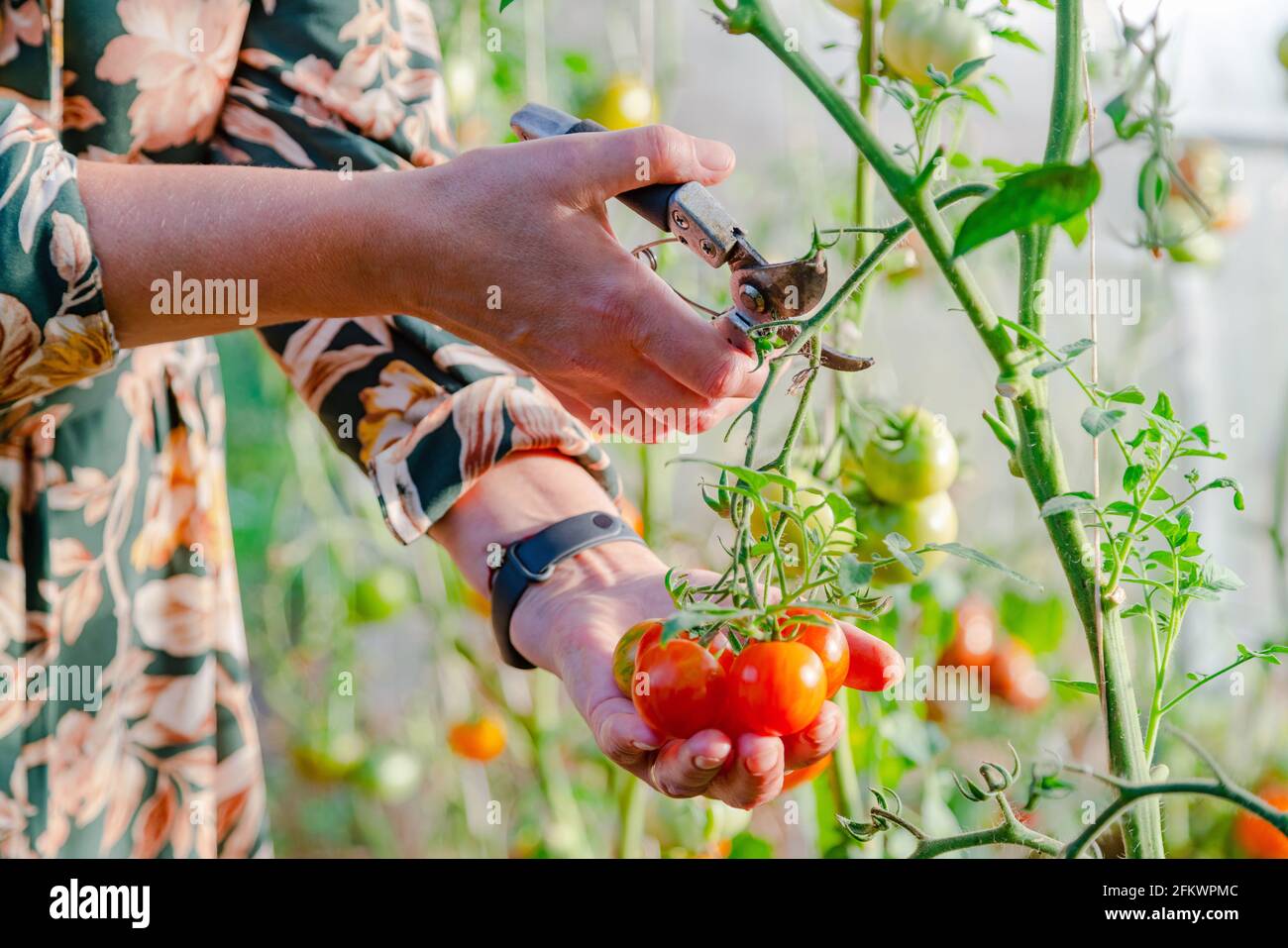 Close up of farmer hands harvesting red tomato in green house. Gardener ...