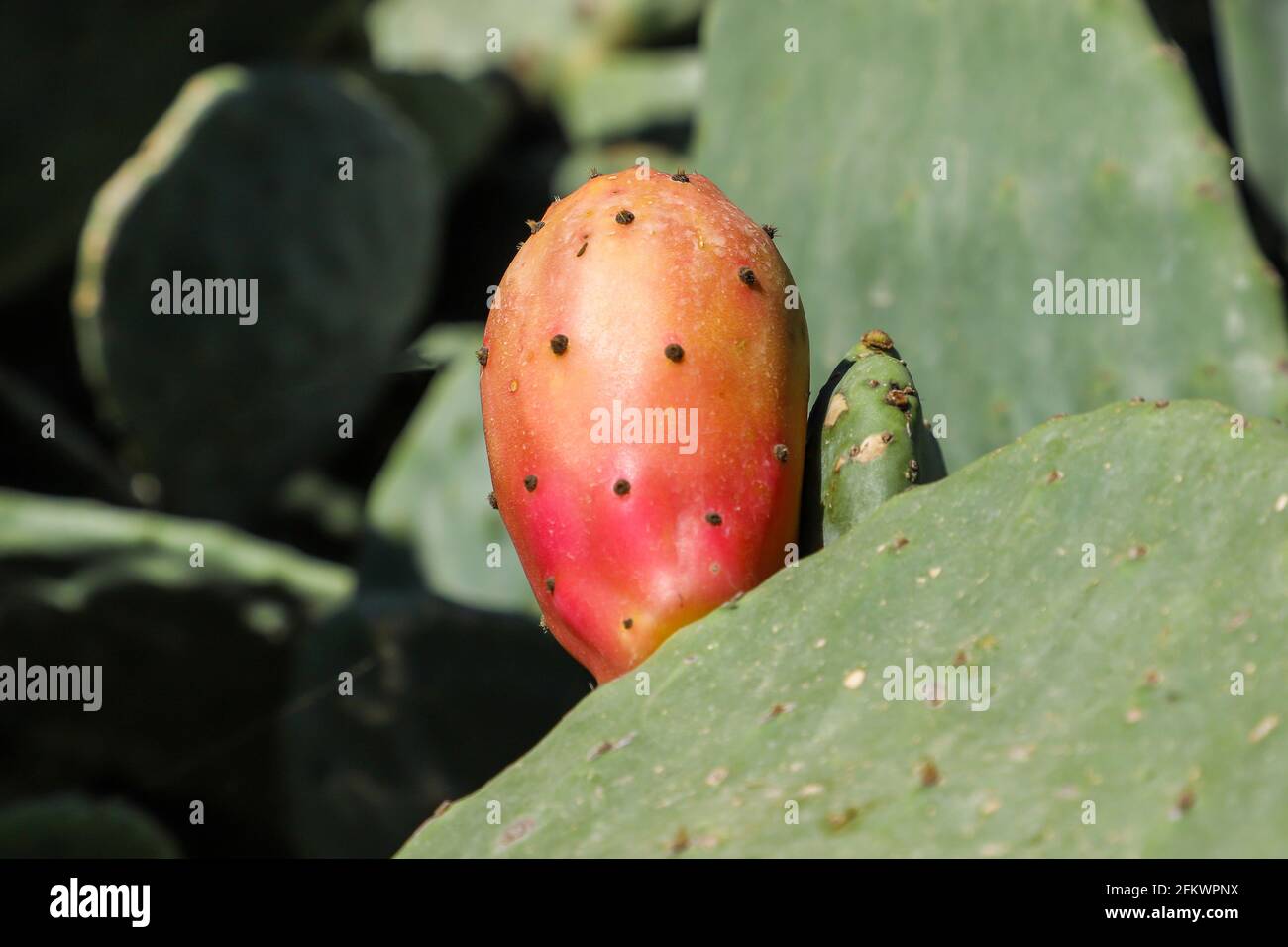 View of prickly pear cactus bush with ripe fruit on it. Opuntia, ficus ...