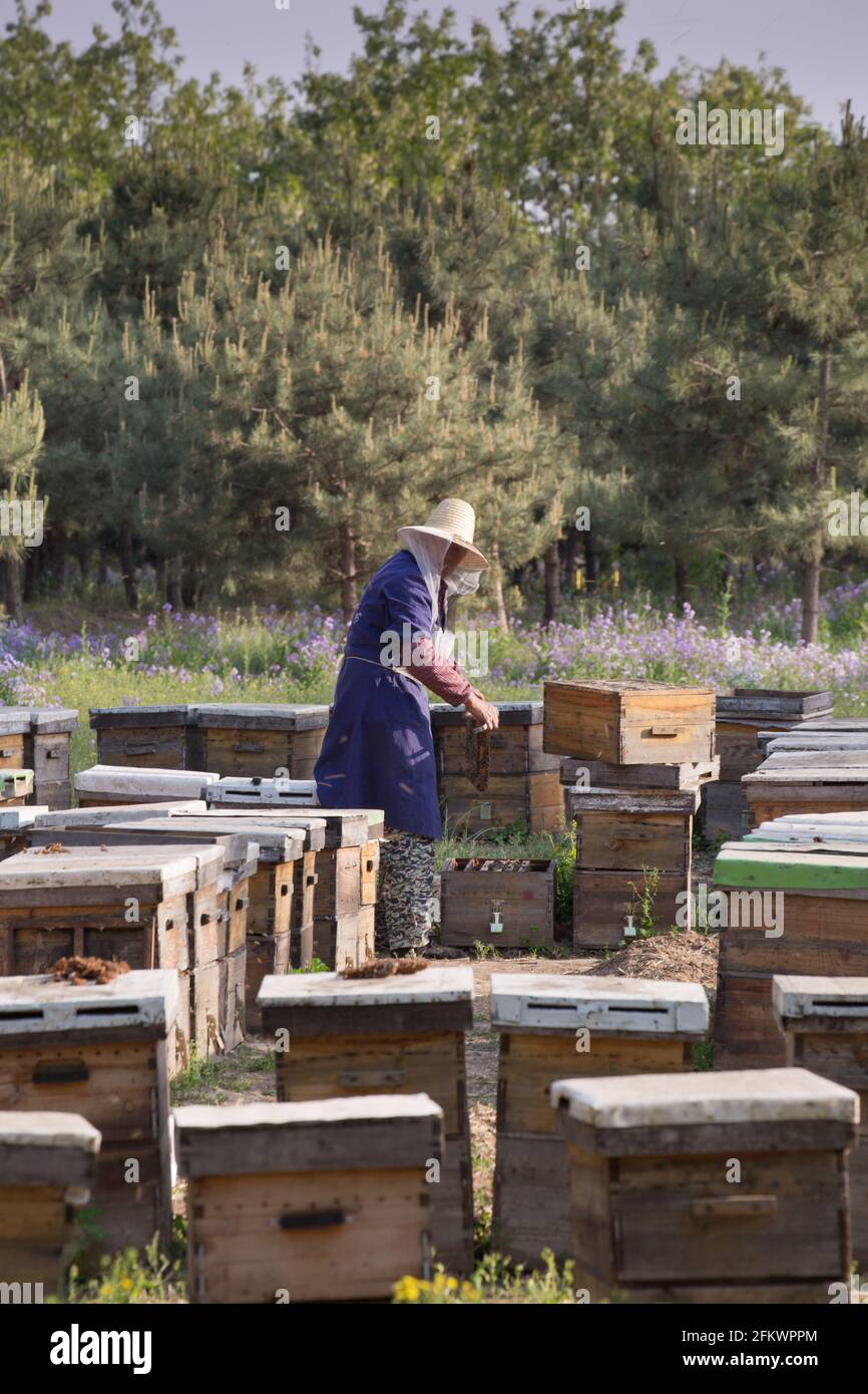 Chinese honey bees hi-res stock photography and images - Alamy