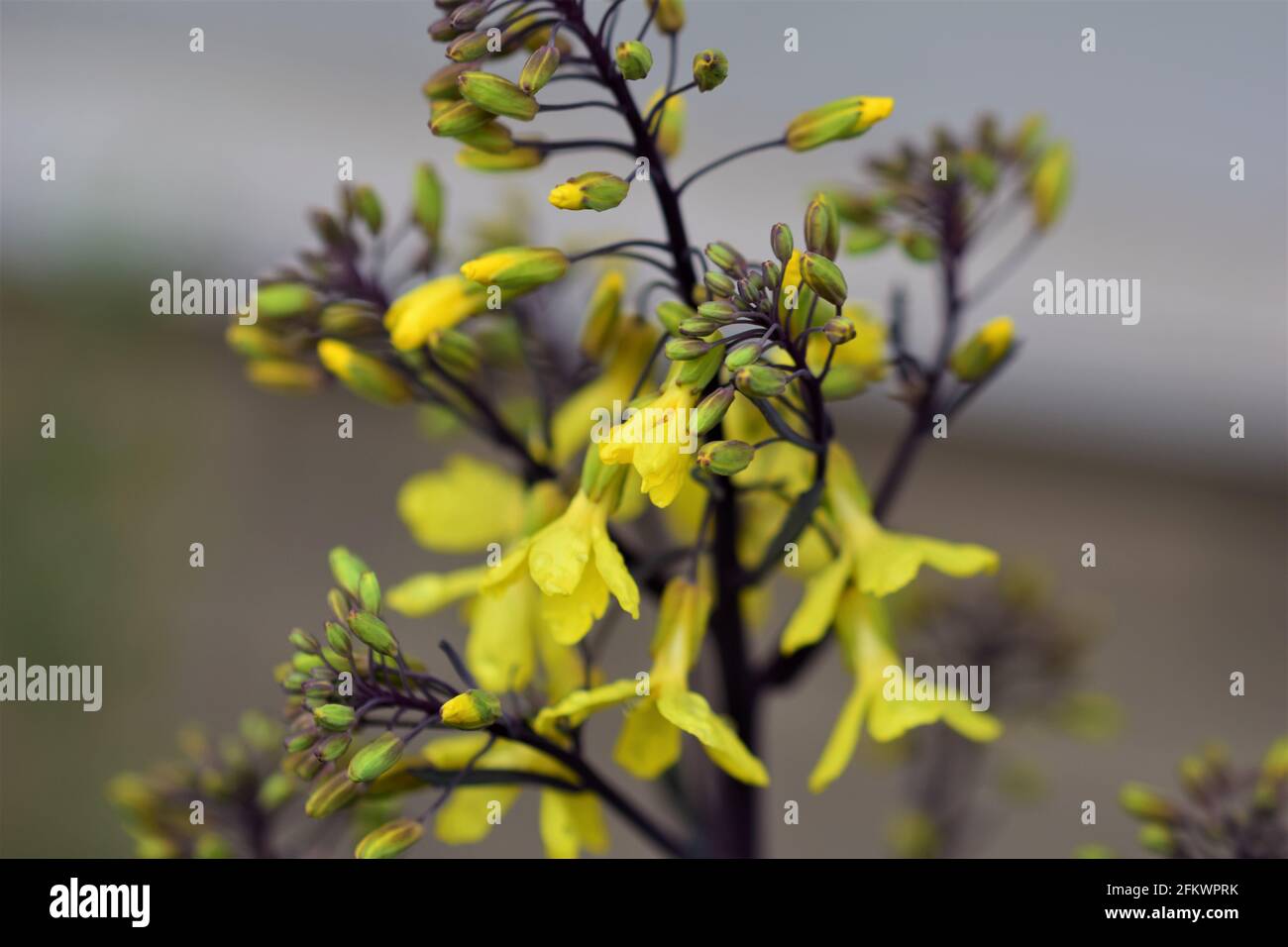 Yellow flowering kohlrabi-cabbage as a close up Stock Photo - Alamy