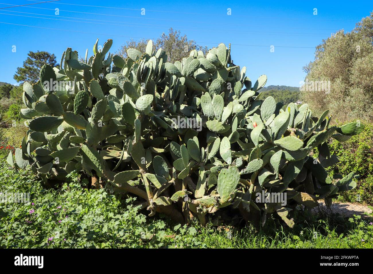 Spineless cactus hi-res stock photography and images - Alamy