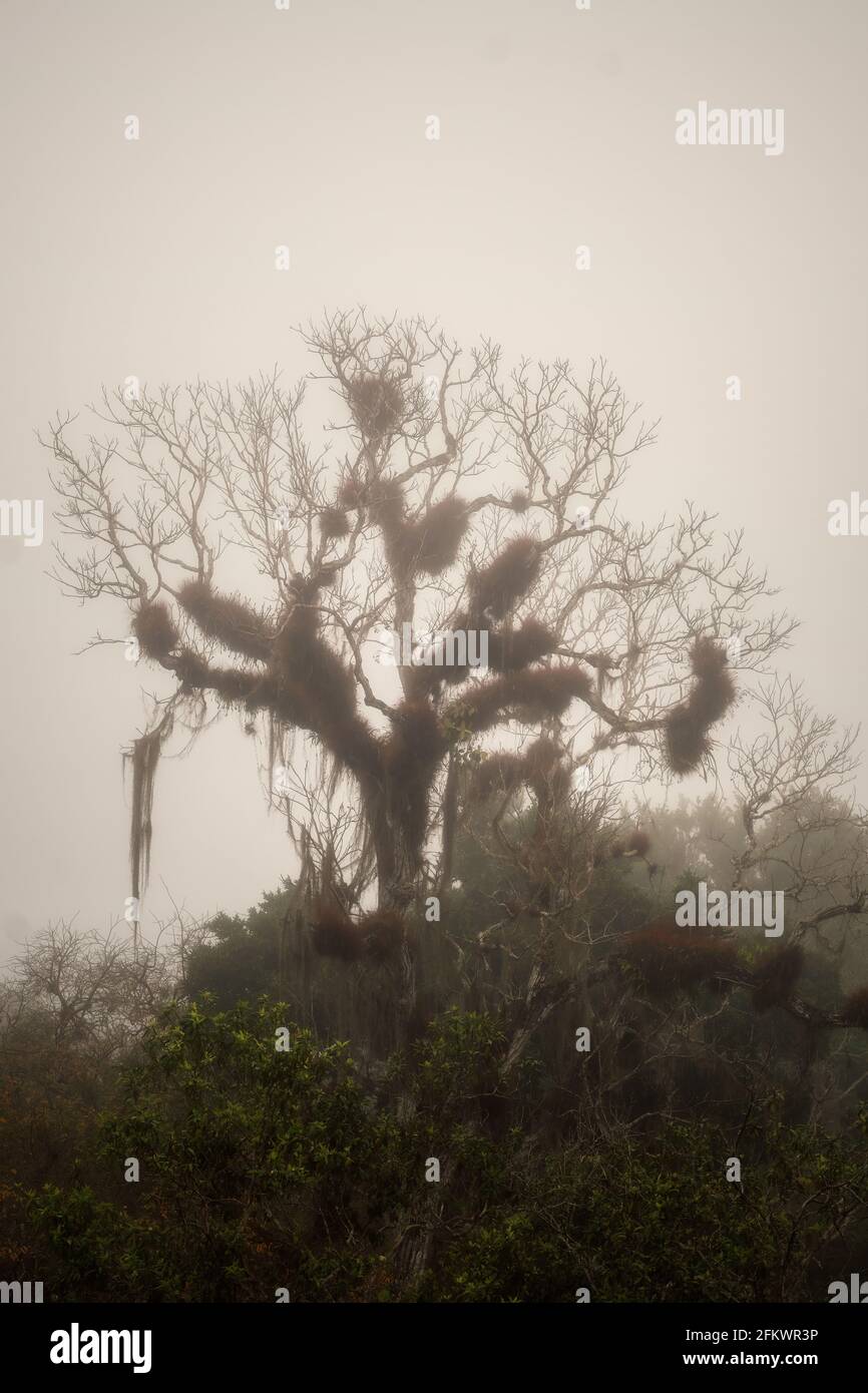 Tree in the jungle of Guatemala near Tikal, post processed using ...