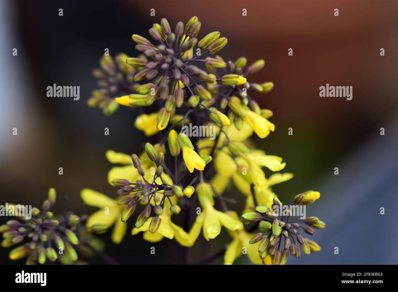Yellow flowering kohlrabi-cabbage as a close up Stock Photo - Alamy